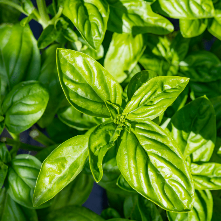 Basilic Grand vert - La Ferme de l'Ours