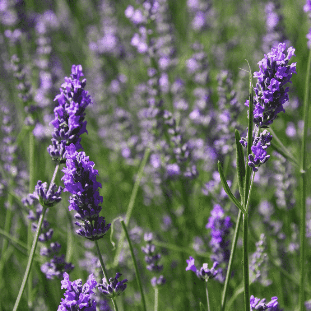 Lavandin grosso - La Ferme de l'Ours