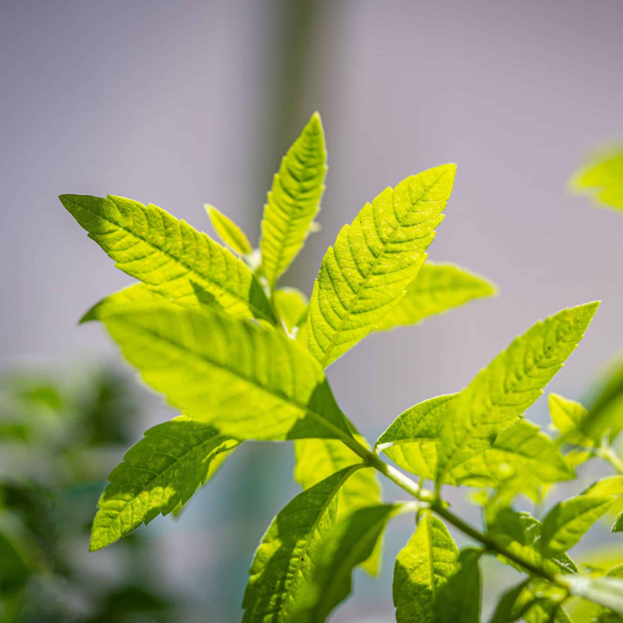 Verveine citronnée - La Ferme de l'Ours